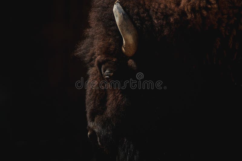 Face Portrait of a Female American Bison in the Dark Stock Photo ...