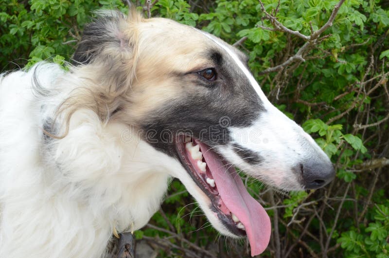Borzoi face side portrait stock image. Image of beauty - 116776697