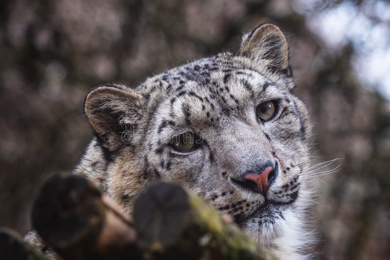 Face Portrait of Snow Leopard (Panthera Uncia) Stock Photo - Image of ...