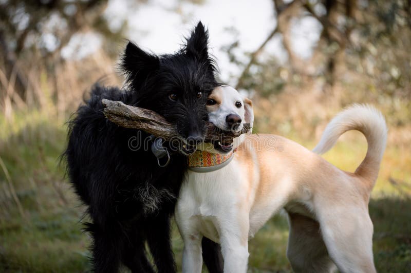 Face Portrait of Two Crossbred Dogs Playing with a Stick Stock Photo ...