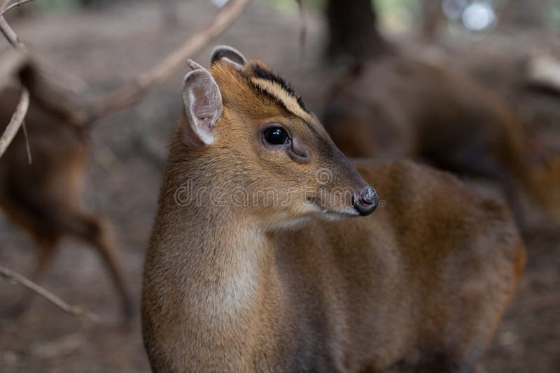 A Male Muntjac Deer Muntiacus Reesvei Running at a Very Fast Speed with ...