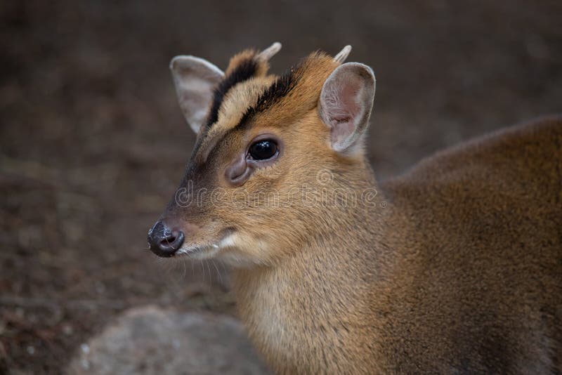 Muntjac Deer Pet