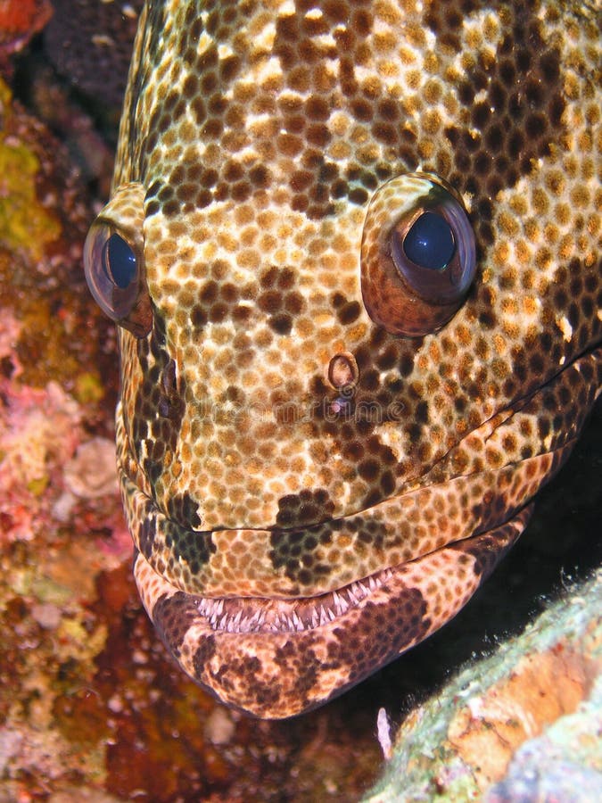 Grouper What Nice Teeth You Have Stock Photo - Image of fish, malabar ...