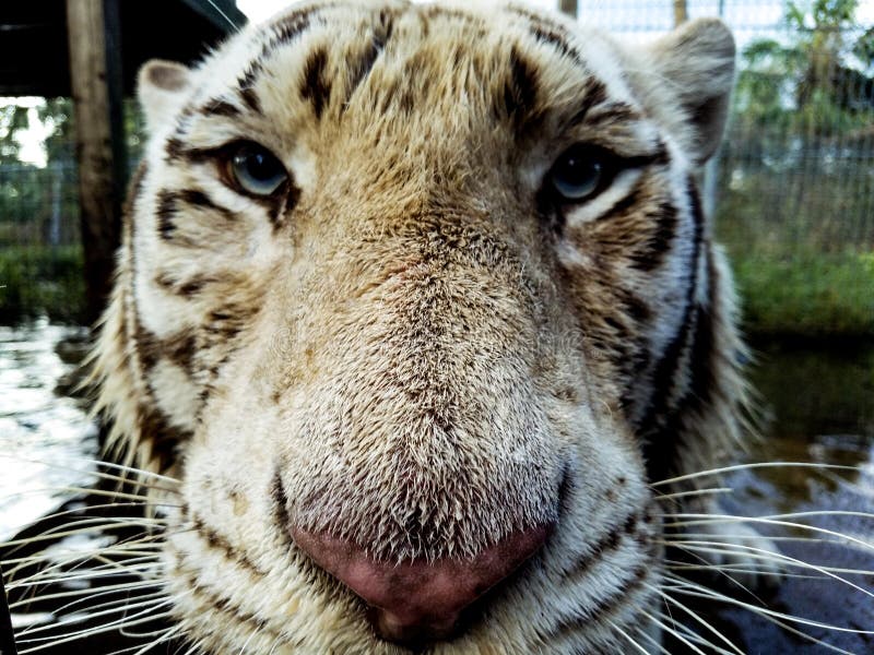 White Tiger Pretty Face stock photo. Image of florida - 100671586