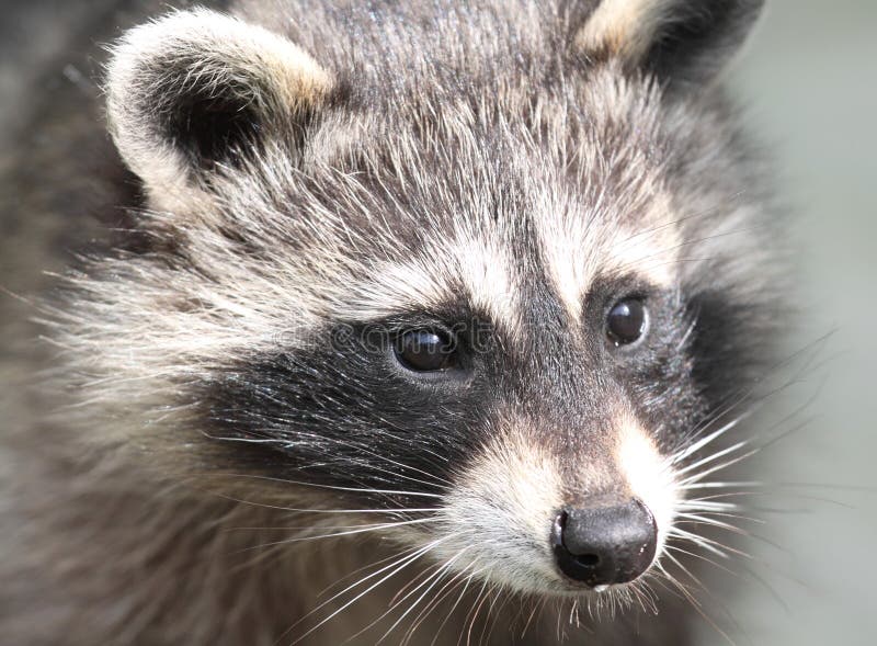 Raccoon face stock image. Image of nature, animal, tree - 53867883