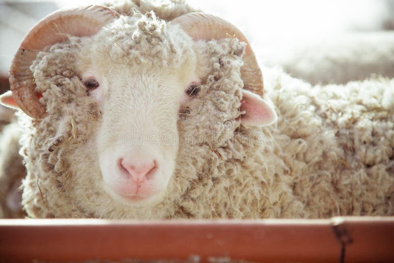 Face of a ram close-up. stock image. Image of farm, buck - 207858959
