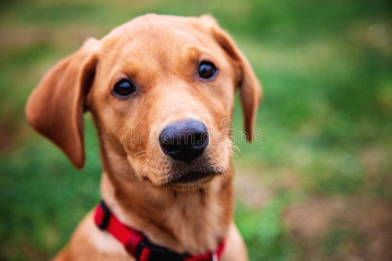 Face of Red Labrador puppy stock image. Image of three - 161405311