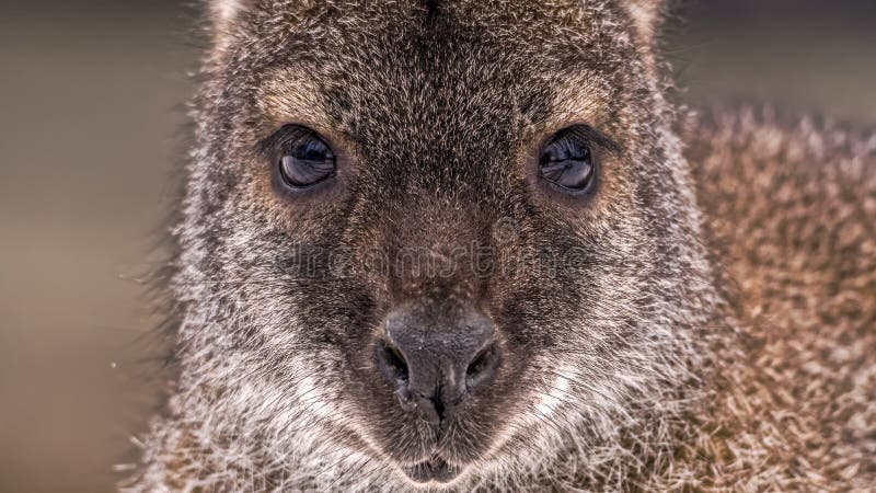 Face of a Red-necked Wallaby Stock Photo - Image of marsupial ...