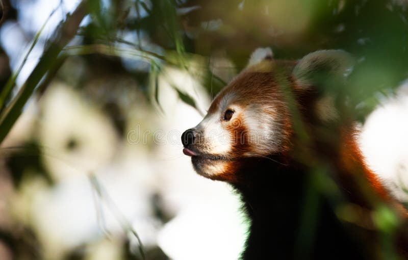 1,080 Red Panda Face Stock Photos - Free & Royalty-Free Stock Photos ...