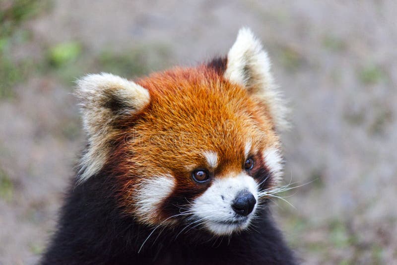 Face the Red Panda. the Male Red Panda on the Meadow . China. Stock ...