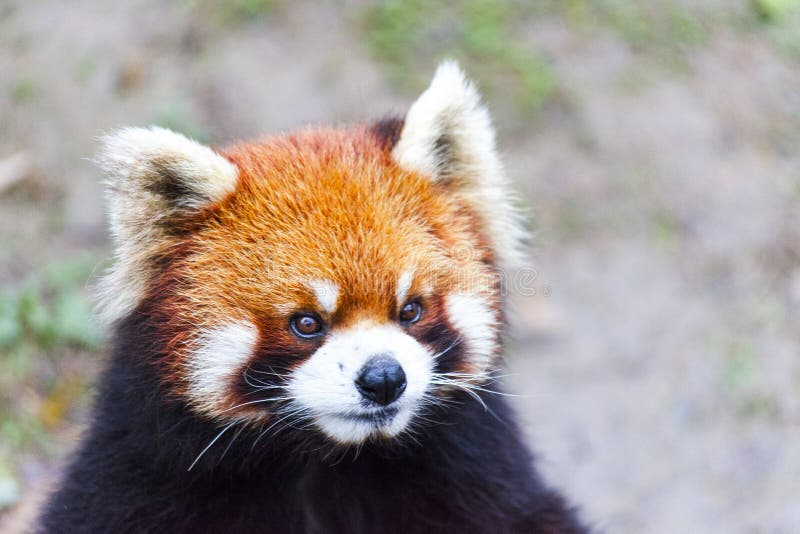 Face the Red Panda. the Male Red Panda on the Meadow . China. Stock ...