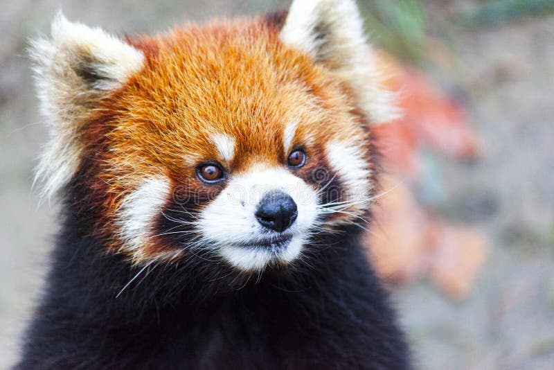 Face the Red Panda. the Male Red Panda on the Meadow . China. Stock ...