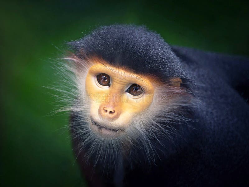 Baby Red Shanked Douc Langur Stock Photos - Free & Royalty-Free Stock ...