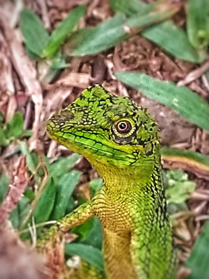 Face reptil predator plant stock photo. Image of predator - 221650978