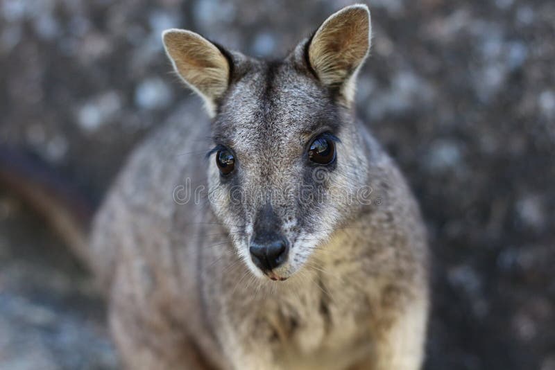 Rock Wallaby stock photo. Image of animal, marsupial - 107108982