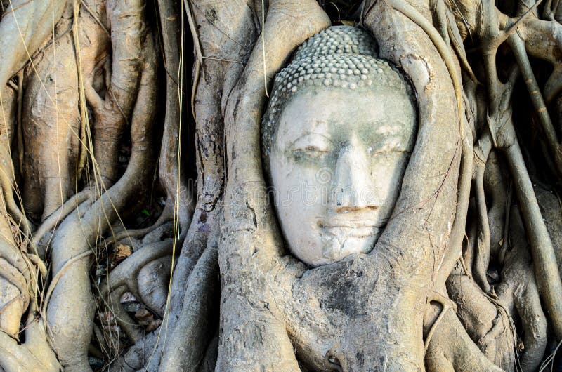 The Face in the Root stock photo. Image of face, monk - 42010462