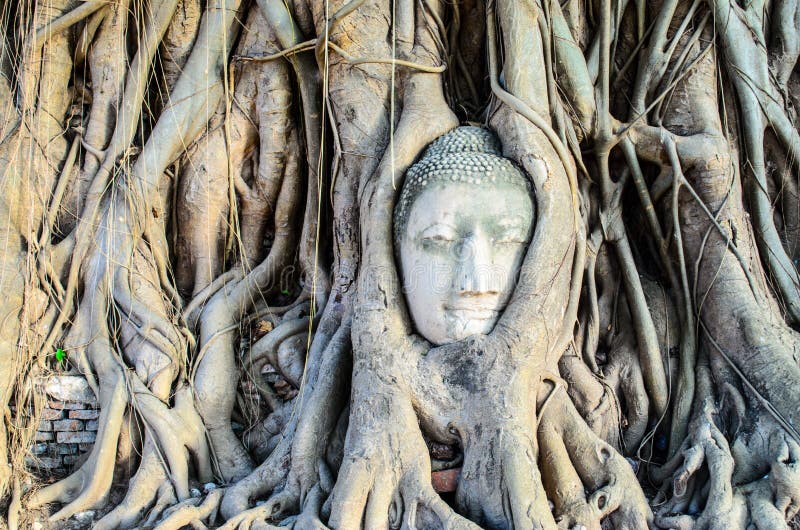 The Face in the Root stock photo. Image of landmark, head - 42010502