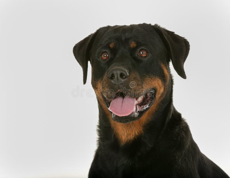 Rottweiler happy face stock photo. Image of tail, misunderstood - 30823766