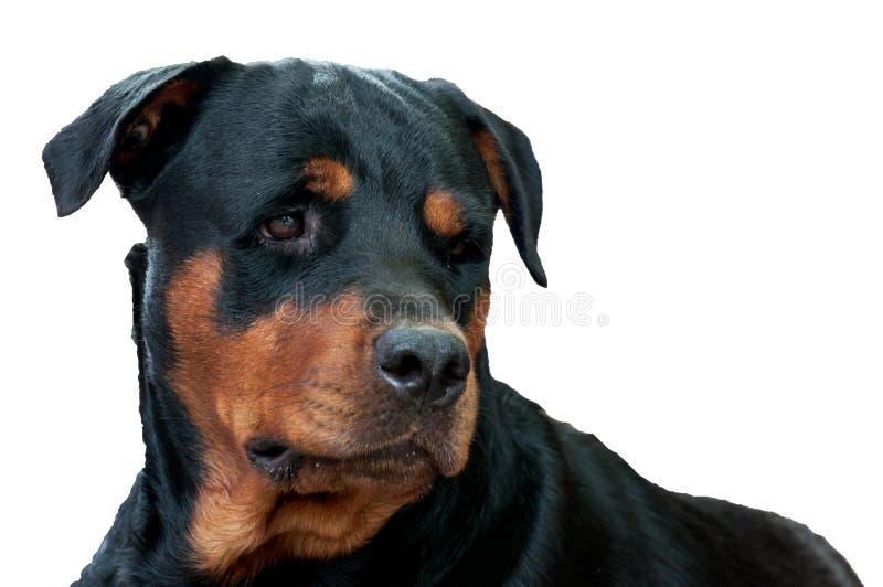 Face of rottweiler stock image. Image of adult, brown - 30602505