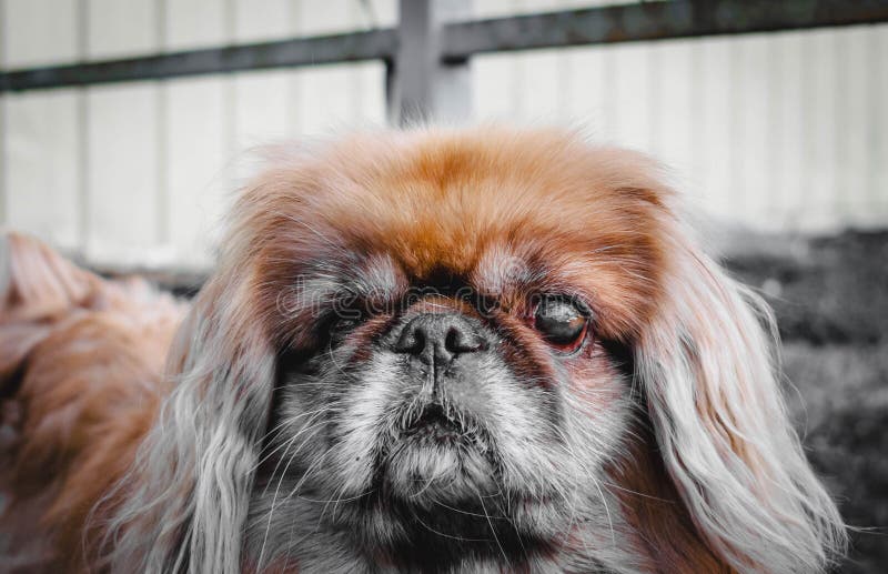 Sore Eyen Stock Photos - Free & Royalty-Free Stock Photos from Dreamstime