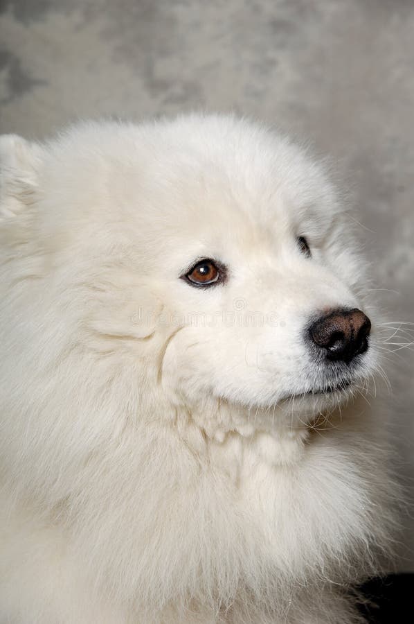 Face of sad samoyed dog stock image. Image of rest, alert - 36472419