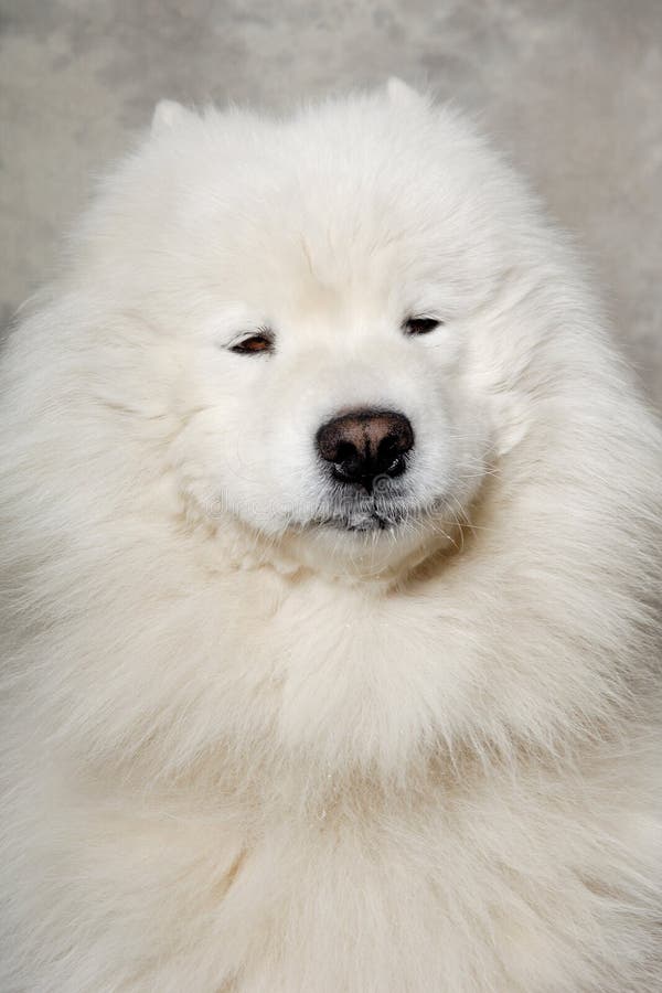 Face of samoyed dog stock photo. Image of alert, portrait - 38665774