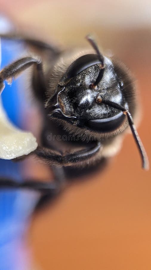 Face Scary Bee Eating Stock Photos - Free & Royalty-Free Stock Photos ...