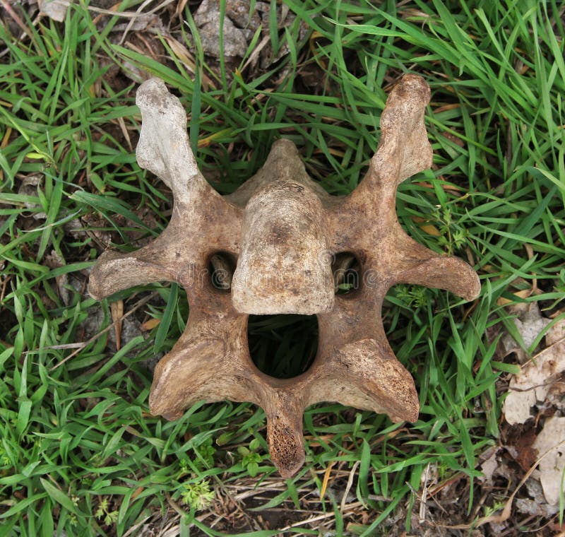 Bone Like Rock Formations in Fantasy Canyon, Utah Stock Image - Image ...