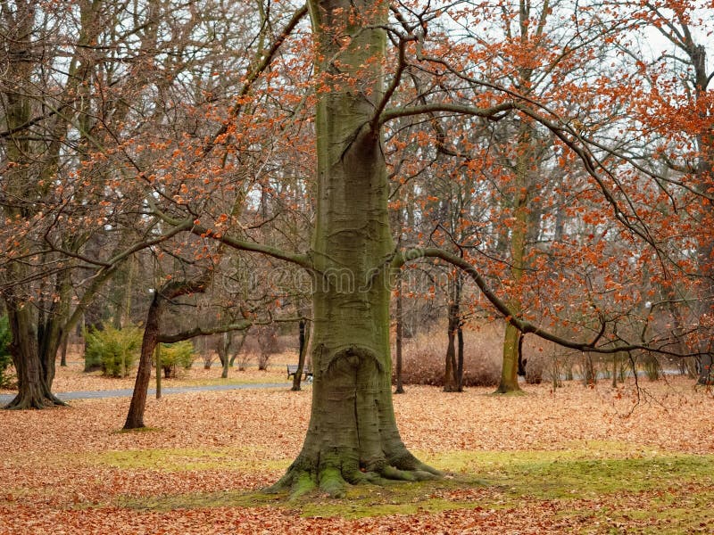 Face Shape with Moss on a Forest Tree Trunk Stock Photo - Image of ...