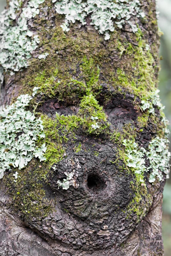 Face shape on tree stock image. Image of shape, forest - 83927339