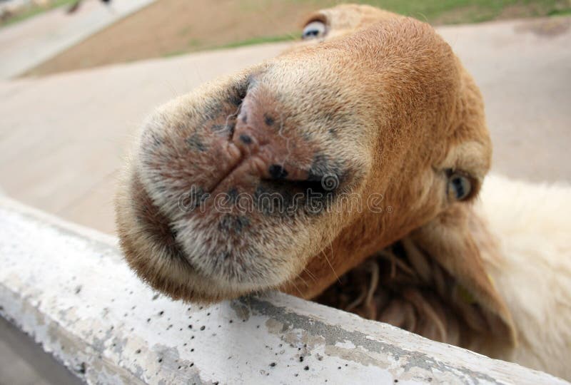 Face of a sheep stock image. Image of field, sheep, livestock - 56004353