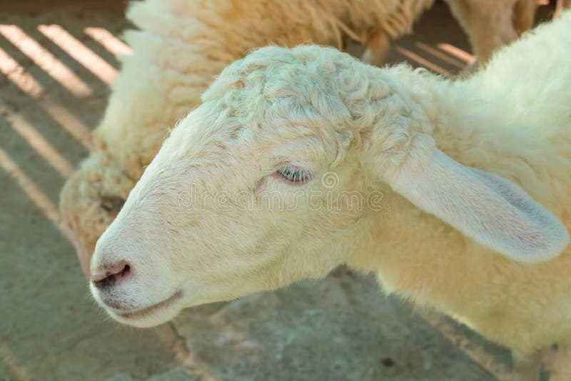 Face of a sheep in a cage stock image. Image of lamb - 68800073