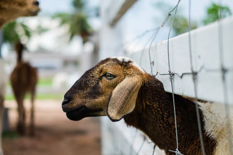 Face of a sheep in a cage stock image. Image of agriculture - 55926909
