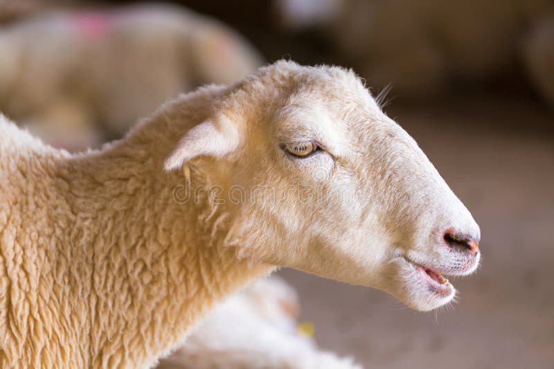 Face of sheep stock image. Image of cute, summer, white - 59331503