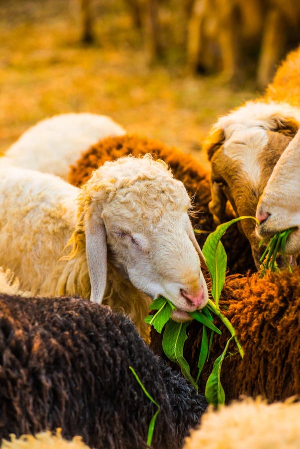Face of a sheep stock image. Image of eating, outdoor - 278763889