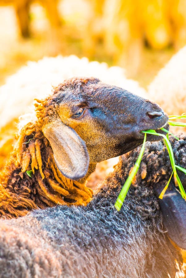 Face of sheep in farm stock photo. Image of funny, cute - 258672784