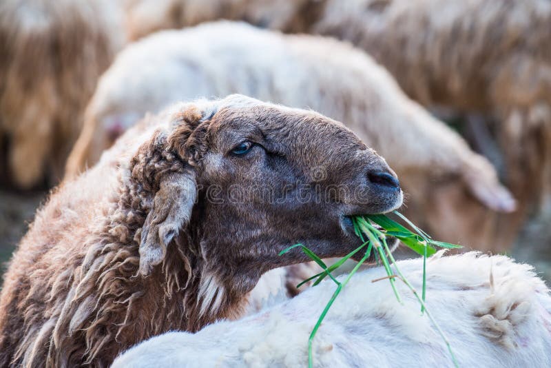 Face of sheep in farm stock image. Image of agriculture - 258672793