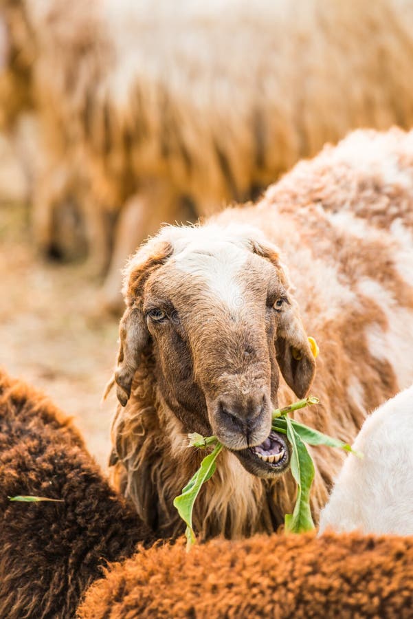 Face of sheep in farm stock image. Image of friendly - 258672807