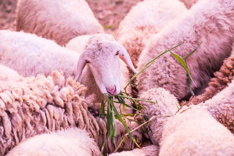 Face of sheep in farm stock image. Image of soft, animal - 258672817