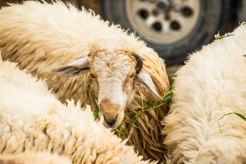 Face of sheep in farm stock image. Image of lamb, friendly - 258672823