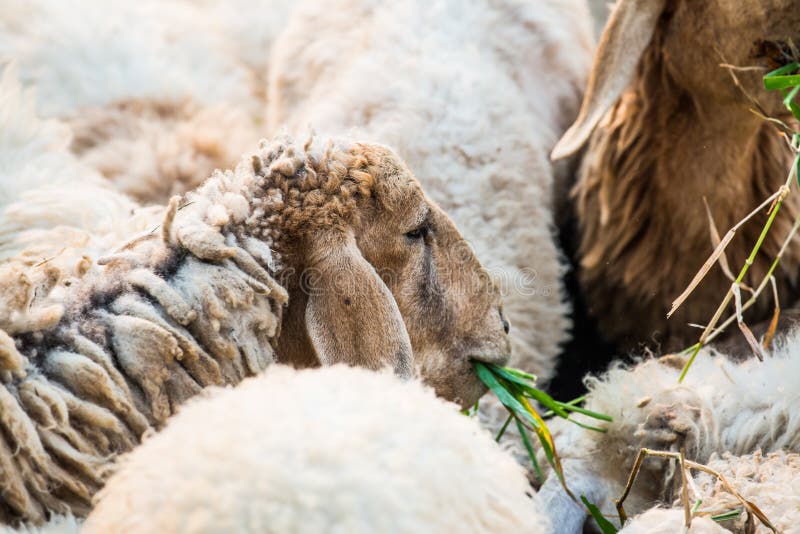 Face of sheep in farm stock image. Image of face, animals - 258672831