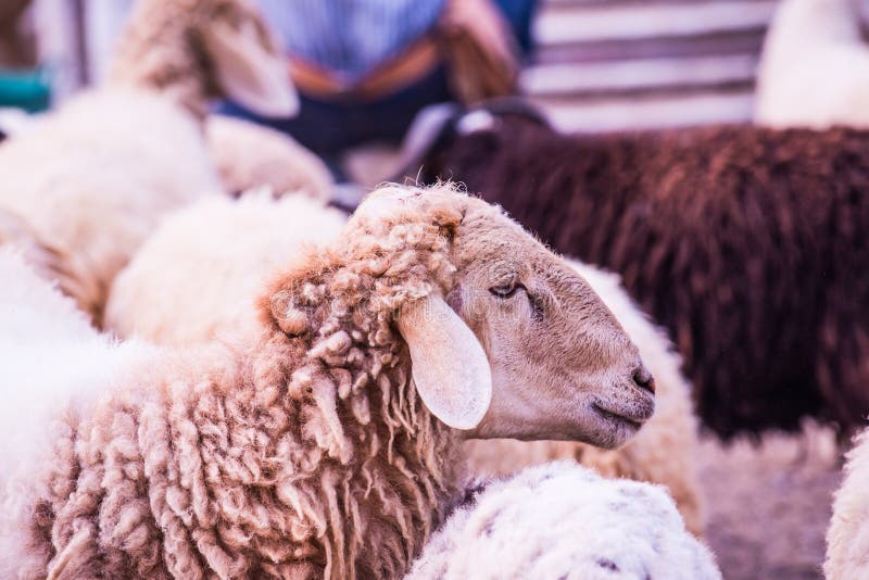 Face of sheep in farm stock image. Image of animal, outdoor - 258672875