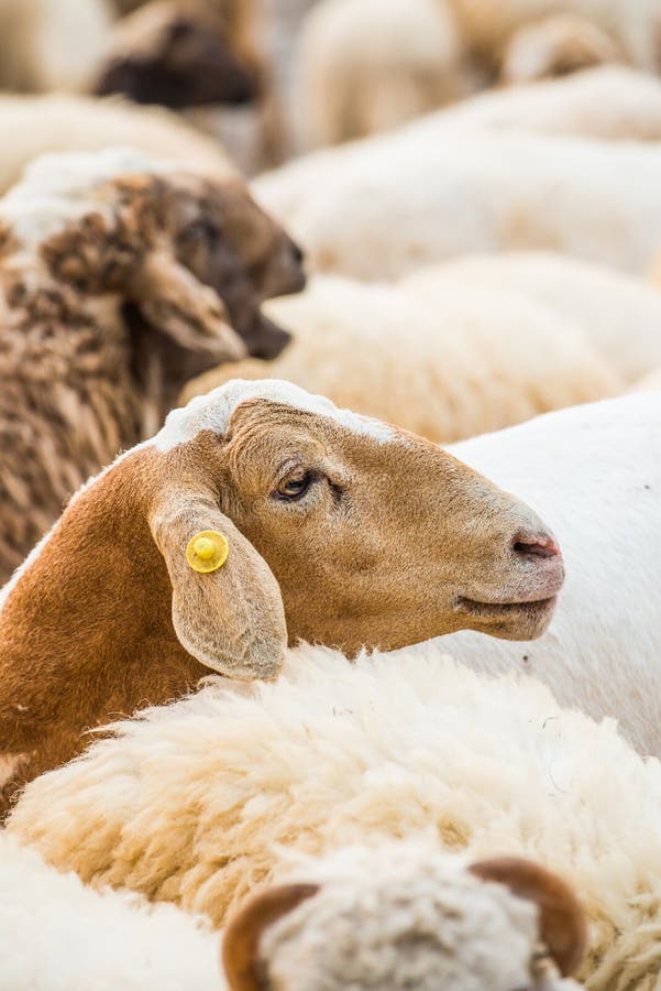 Face of sheep in farm stock image. Image of nature, outdoor - 258672889