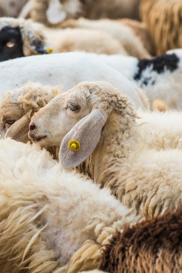 Face of sheep in farm stock image. Image of nature, hair - 258672927