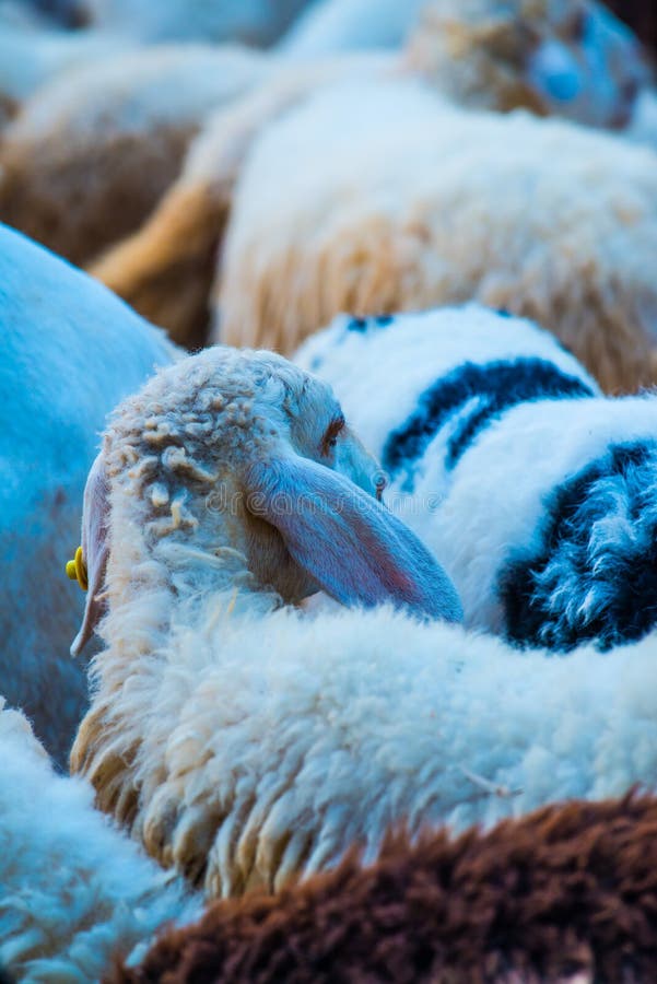 Face of sheep stock image. Image of group, animals, countryside - 258672931