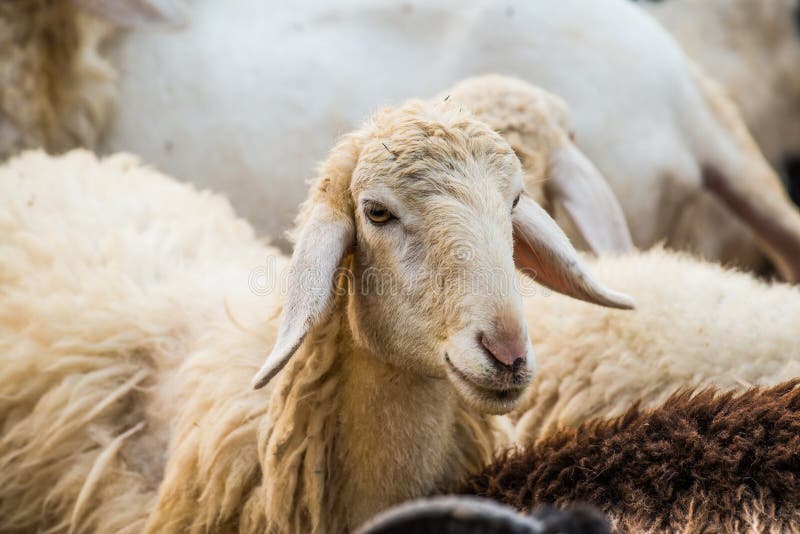 Face of sheep in farm stock photo. Image of thai, beautiful - 258672948