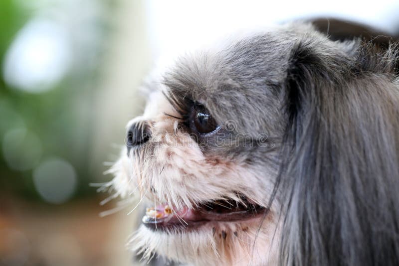 Face of the Shih Tzu dog. stock image. Image of animal - 47223589