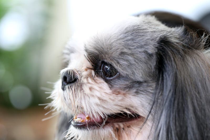 Face of the Shih Tzu dog. stock photo. Image of puppy - 47223612