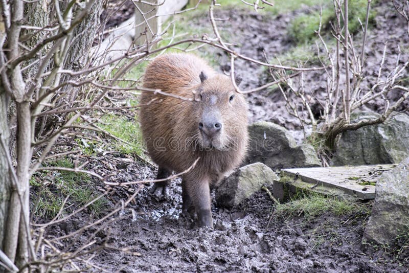 Small Capybara Walking in the Mud Stock Photo - Image of nature, cute ...