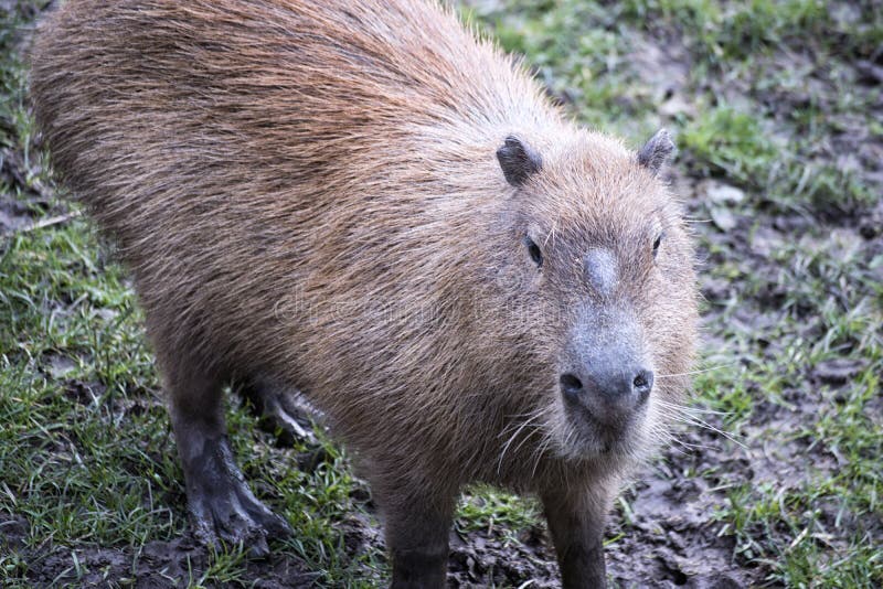 Small Capybara Eats Grass stock image. Image of litter - 134432125
